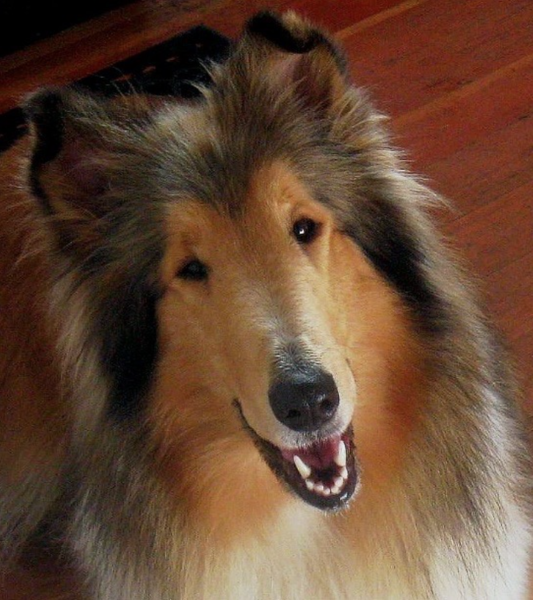 Lochlaren Collies: Puppies