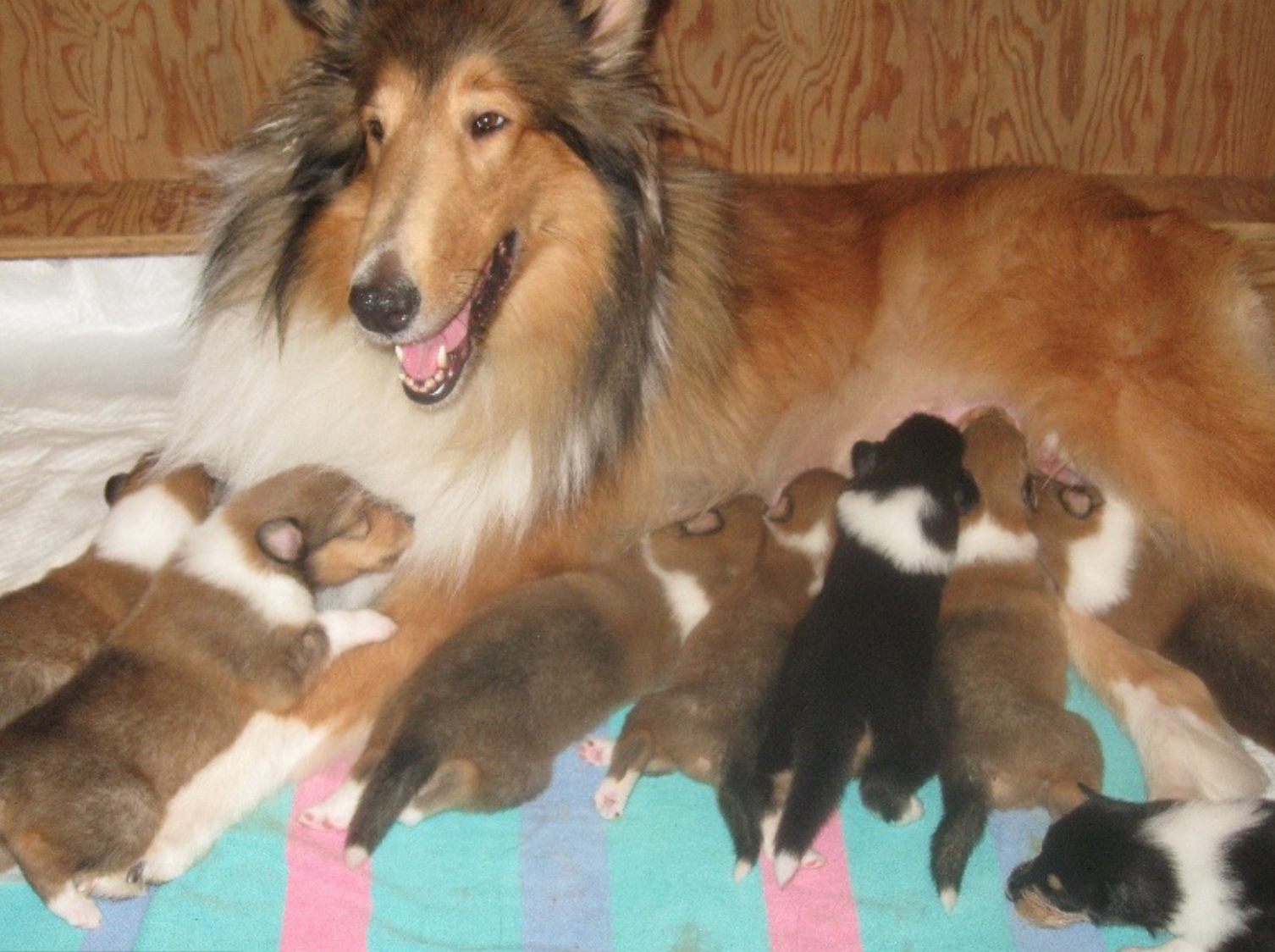 Lochlaren Collies: Puppies